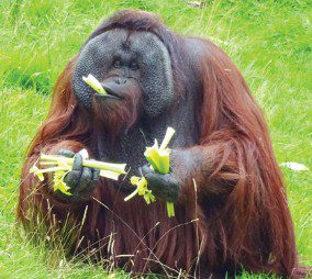 Monkey World - Wareham, Dorset - 6th March 2026 - RED | Candy Tours